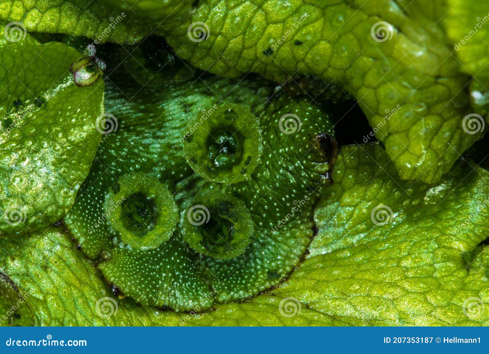Marchantia polymorpha Moss stock image. Image of close - 207353187