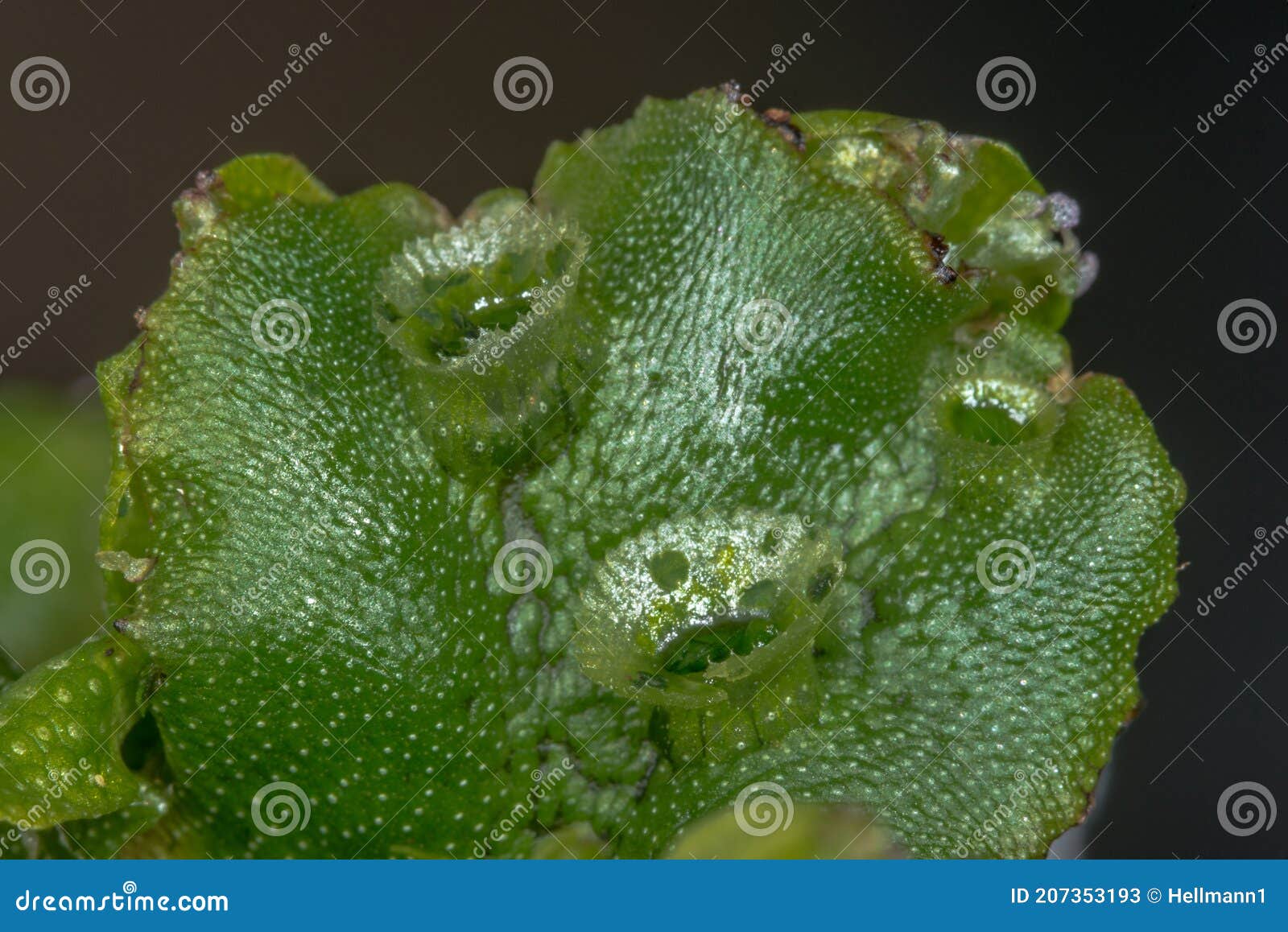 Marchantia polymorpha Moss stock image. Image of green - 207353193