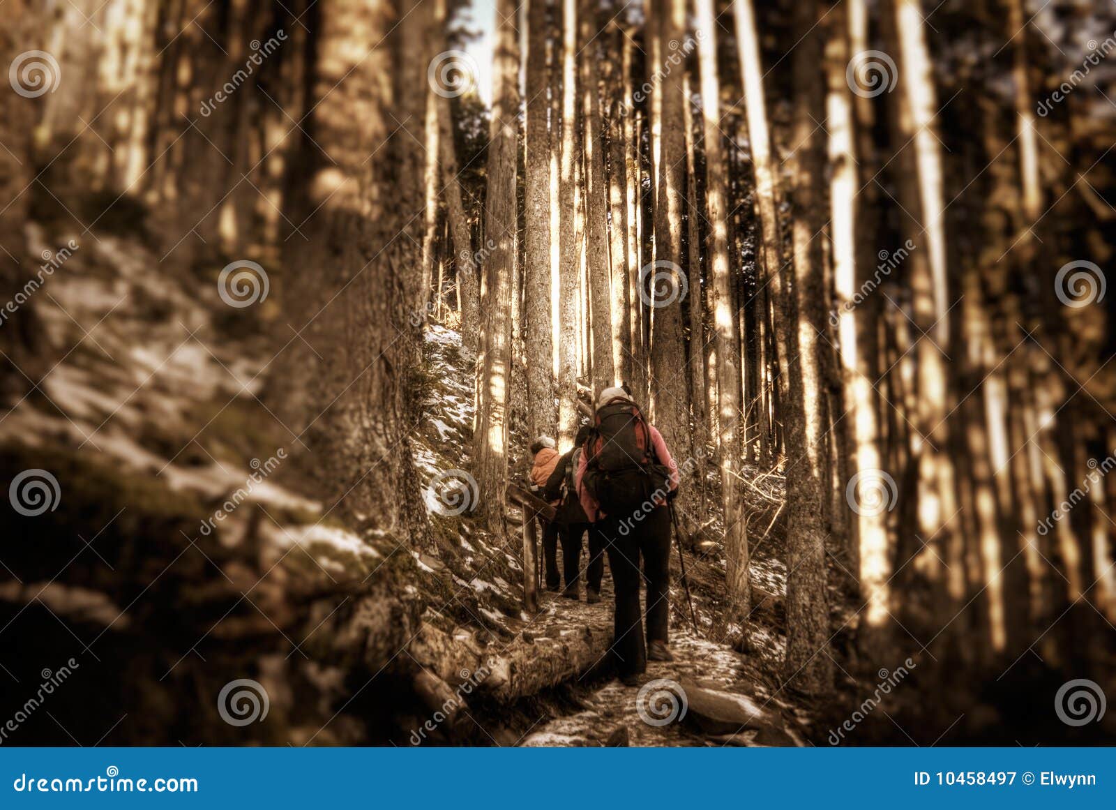 Marche dans la forêt image stock. Image du randonneur - 10458497