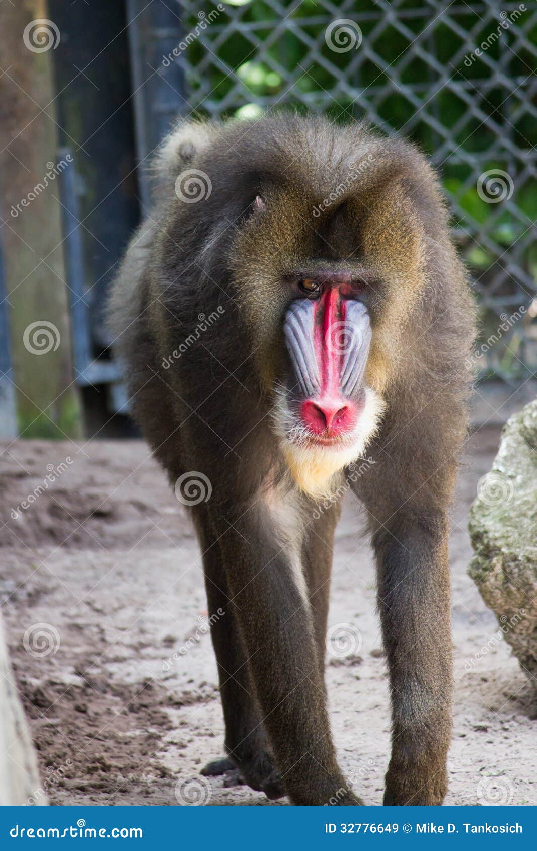 Marche de babouin image stock. Image du sauvage, brun - 32776649