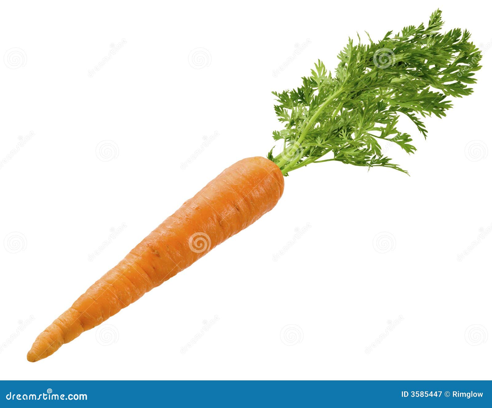 Marchew obraz stock. Obraz złożonej z roślina, kwiat, organicznie - 3585447