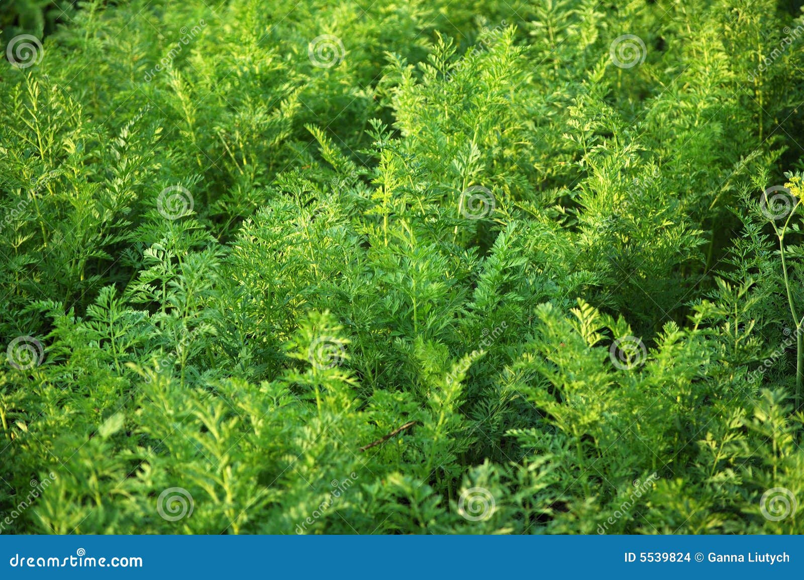 Marchewa r zdjęcie stock. Obraz złożonej z werdykt, czerń - 5539824