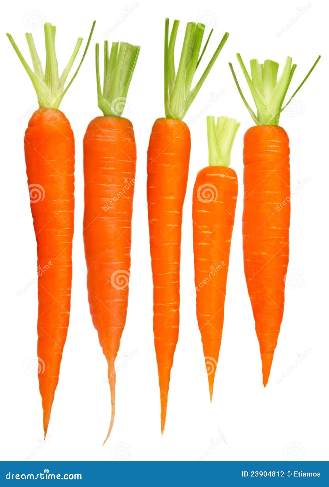 Marchewka zdjęcie stock. Obraz złożonej z kolor, kopiasty - 23904812