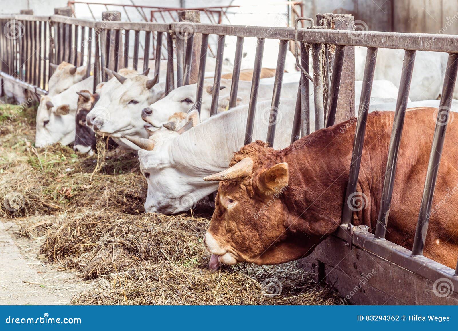 Marchigiana cows stock photo. Image of group, cattle - 83294362