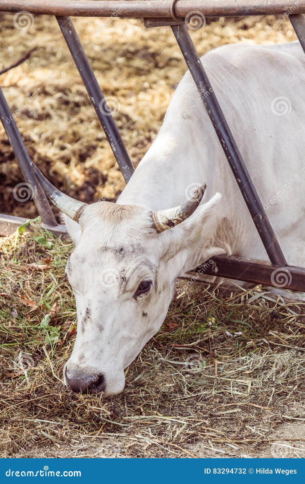 Marchigiana cows stock photo. Image of eating, barn, beef - 83294732