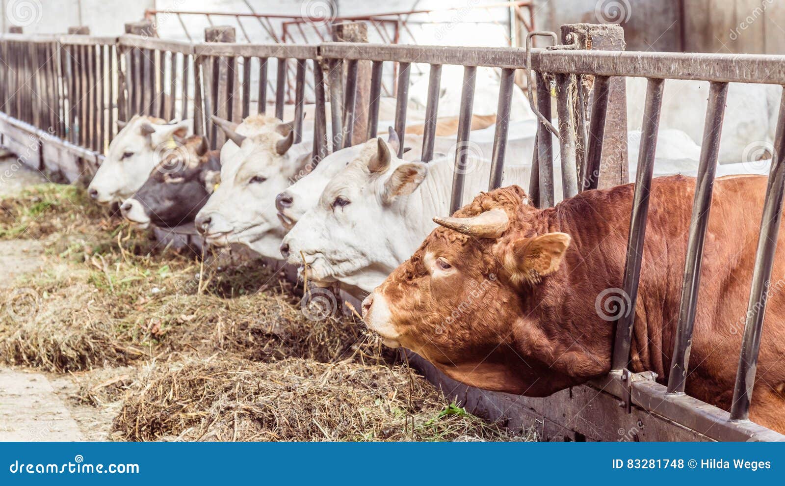 Marchigiana Cattle