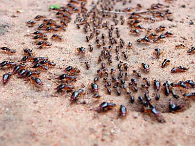 Marching ants stock image. Image of wildlife, outside, insects - 350751