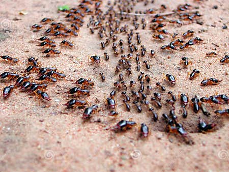 Marching ants stock image. Image of wildlife, outside, insects - 350751