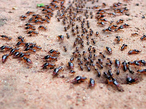 Marching ants stock image. Image of wildlife, outside, insects - 350751