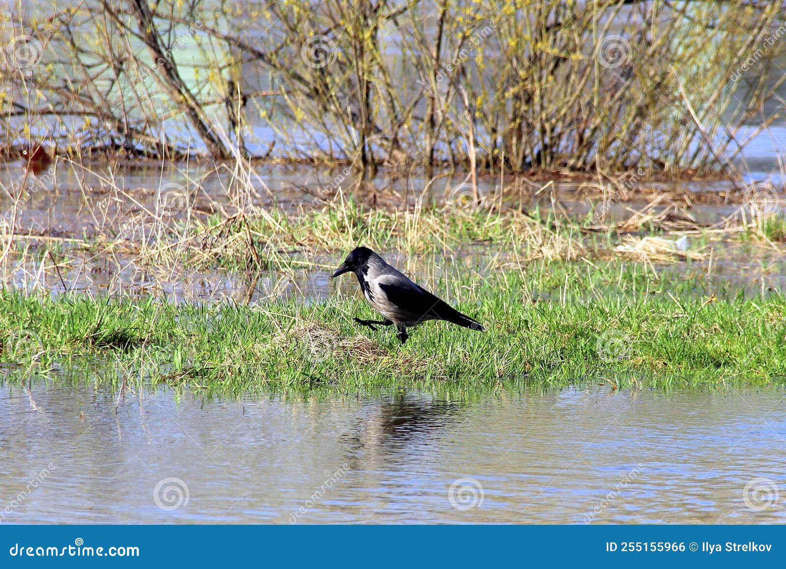 Crow Marching Stock Photos - Free & Royalty-Free Stock Photos from ...