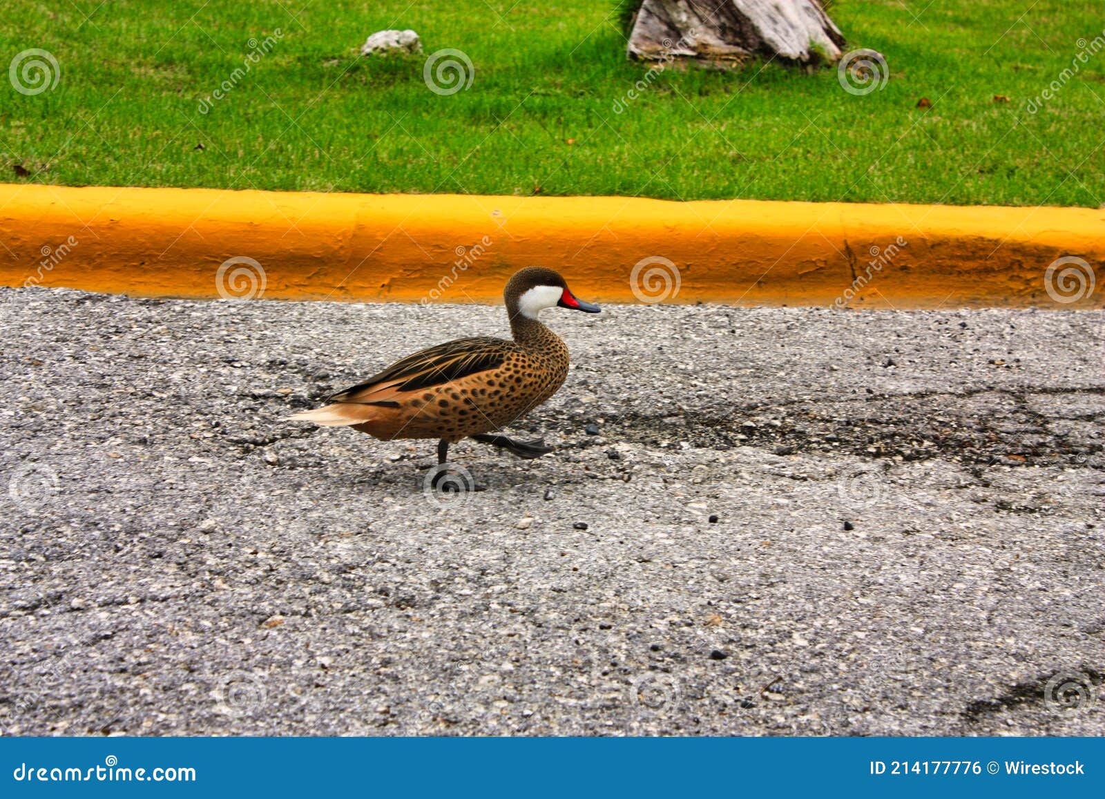 A Marching Duck on the Street Stock Photo - Image of ducklings ...