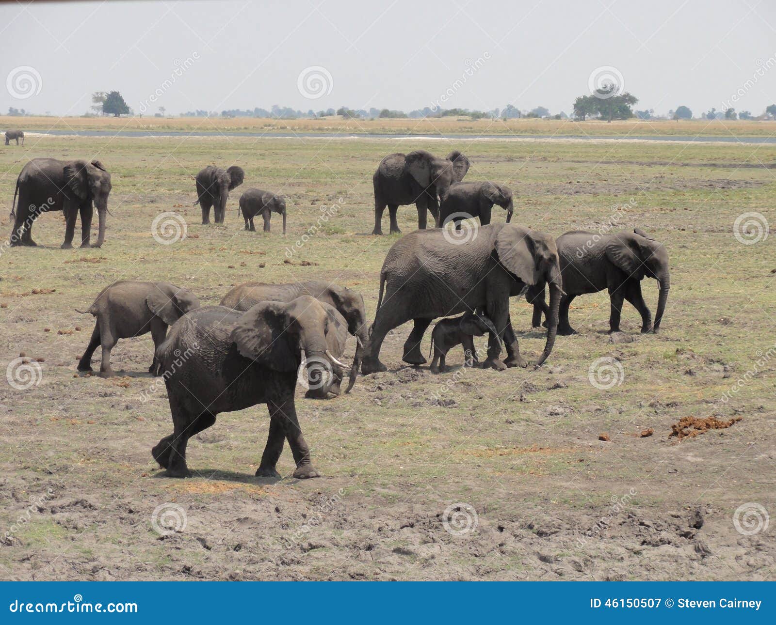 Marching elephants stock image. Image of elephant, herd - 46150507