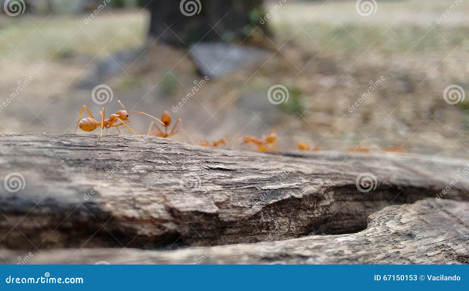 Marching Ants Between Trunks Stock Image | CartoonDealer.com #67150123