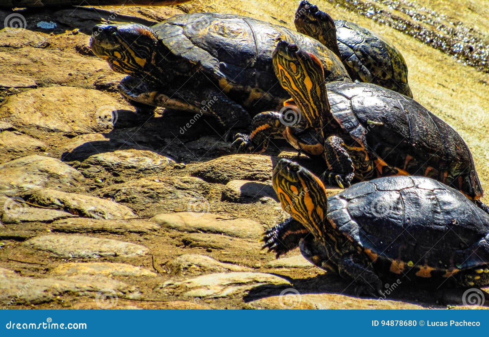 Marching Turtles stock photo. Image of waiting, walk - 94878680