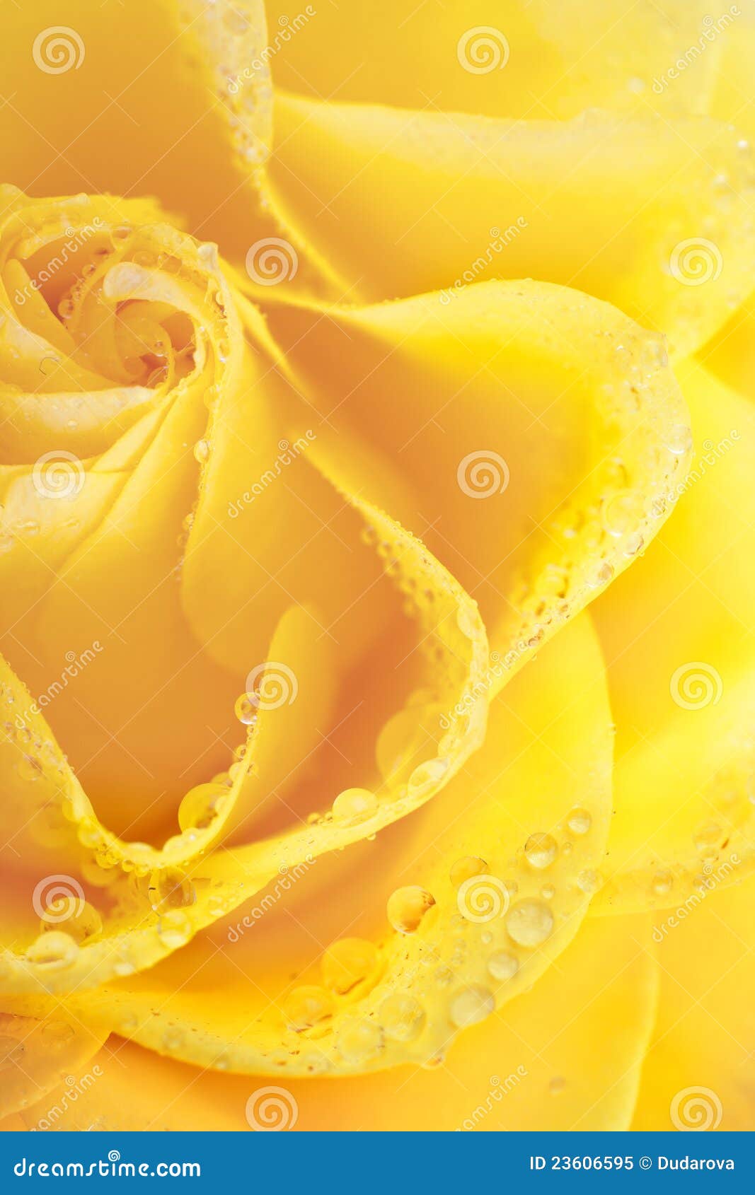 Marco Beautiful Yellow Rose with Water Drops Stock Image - Image of ...