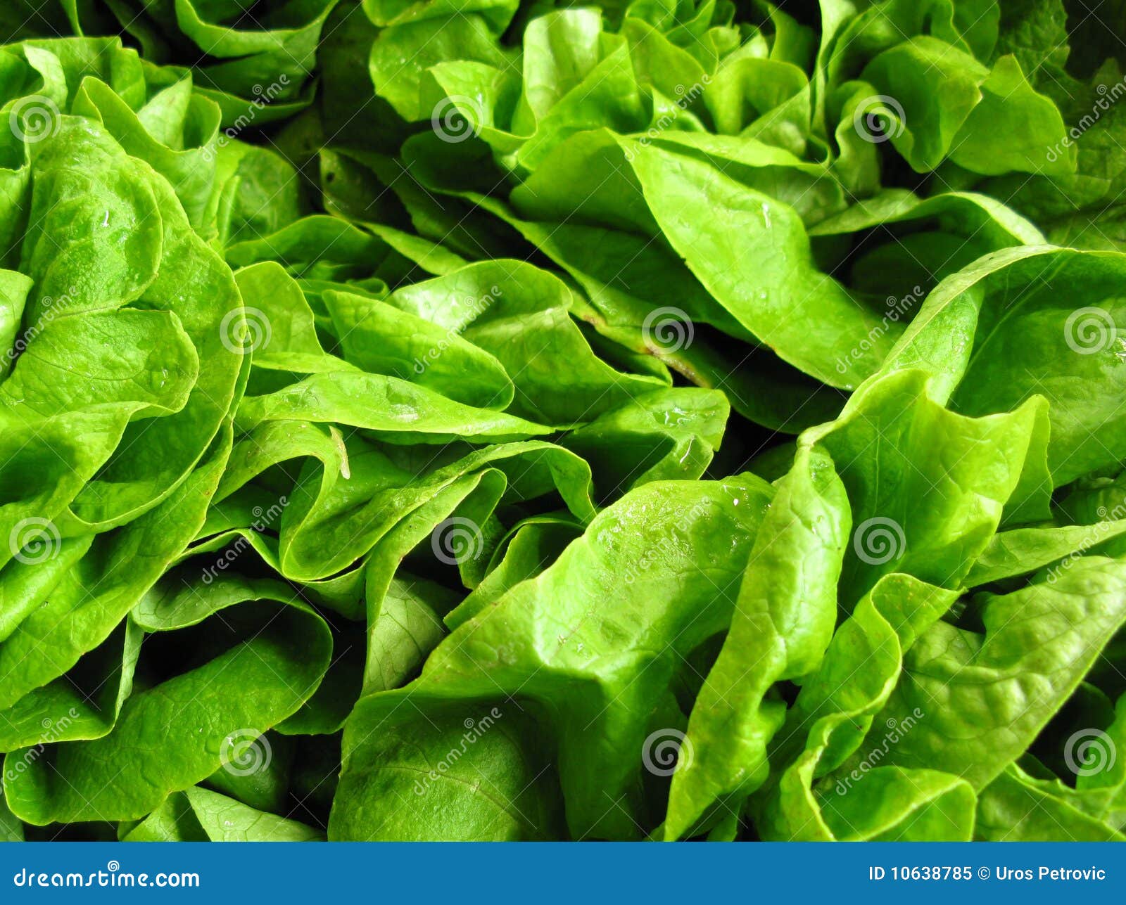 Marco Completo De La Lechuga Imagen de archivo - Imagen de horizontal ...