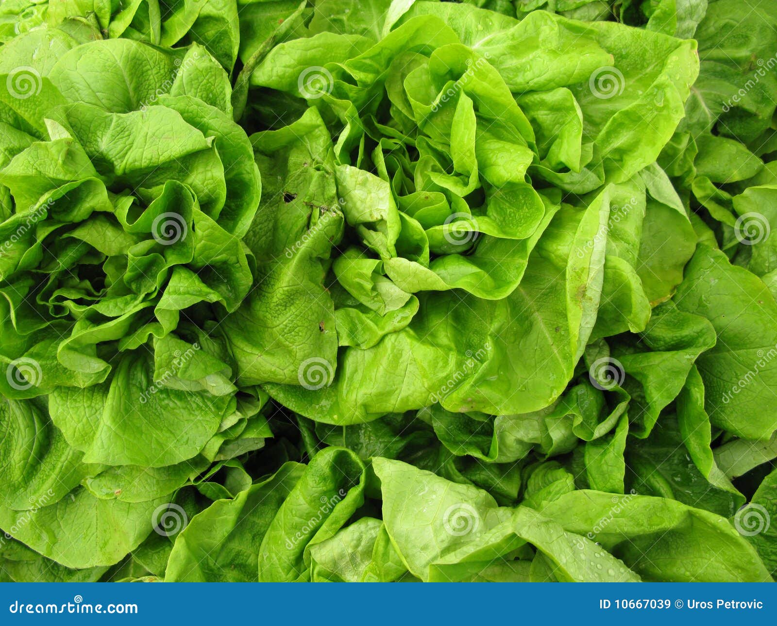 Marco Completo De La Lechuga Imagen de archivo - Imagen de planta ...