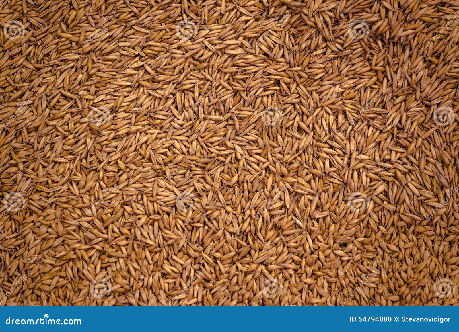 Marco Completo De La Semilla Del Grano De La Cebada Foto de archivo ...