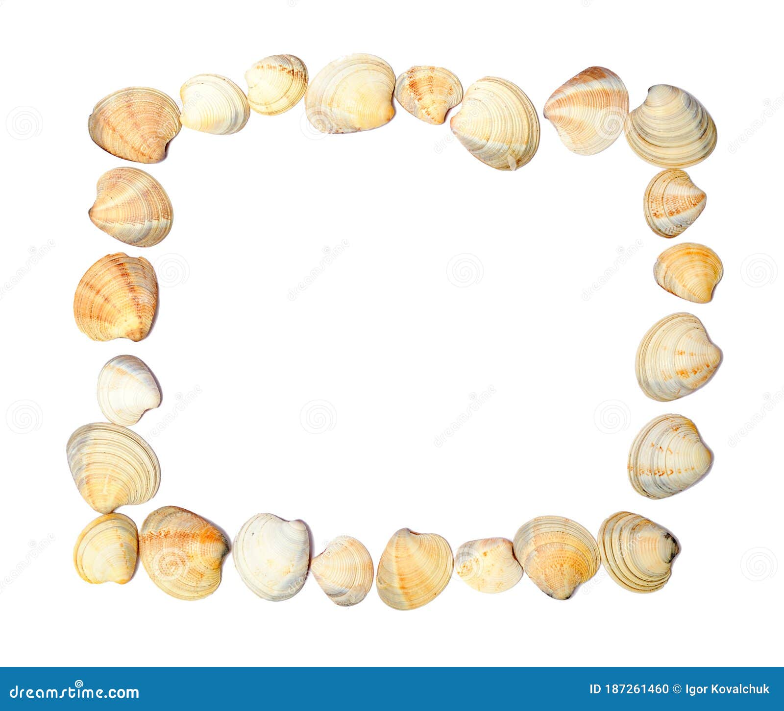 Marco de shell aislado foto de archivo. Imagen de berberecho - 187261460