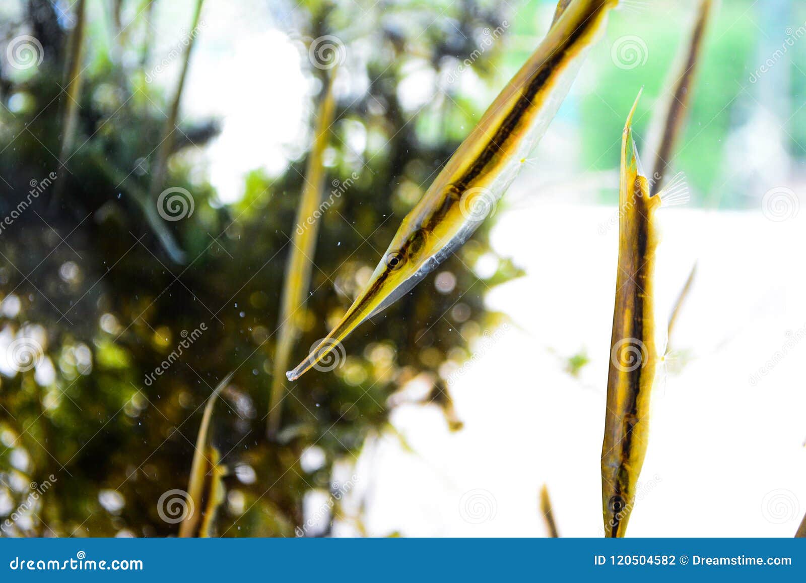Marco fish with fish tank stock photo. Image of fish - 120504582