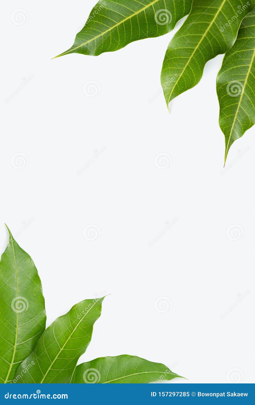 Marco Hecho De Hojas De Mango Sobre Fondo Blanco Imagen de archivo ...