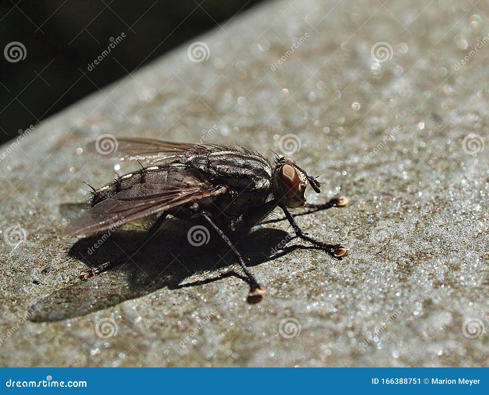 Marco of a Single House Fly Stock Image - Image of small, detail: 166388751