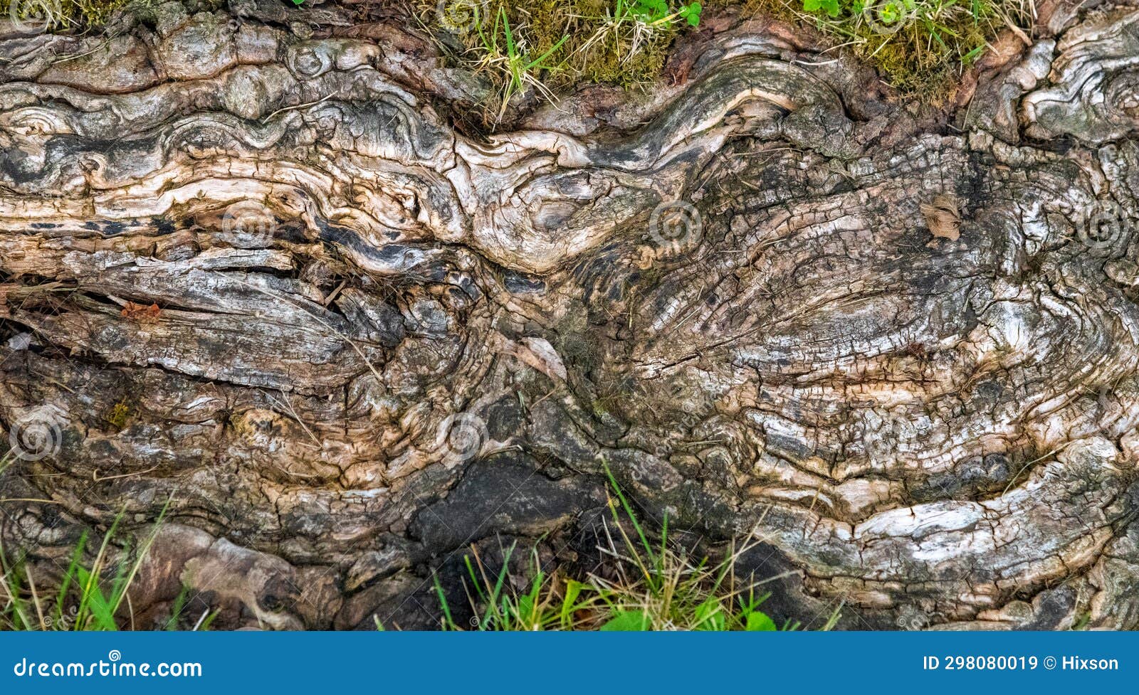 Marco of Tree Rings in Root in Forest Stock Image - Image of leaf ...