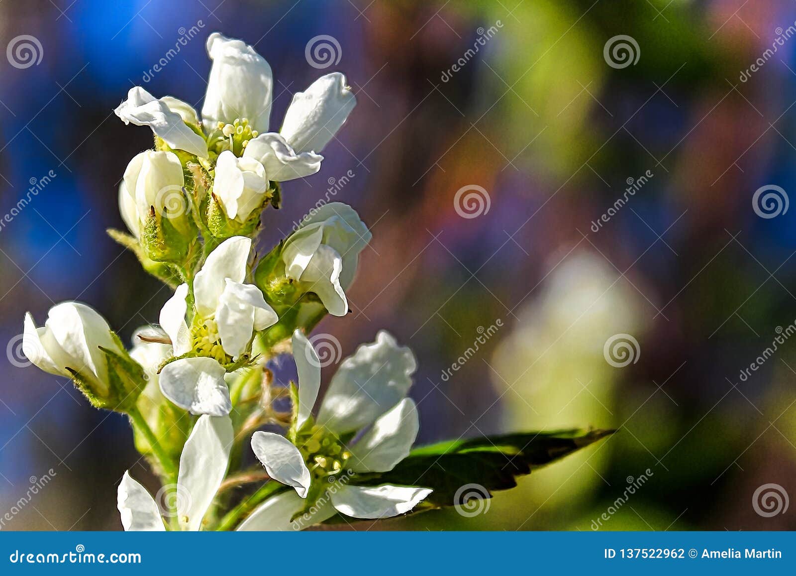 Saskatoon Berry Amelanchier Alnifolia Var. Semiintegrifolia, White ...