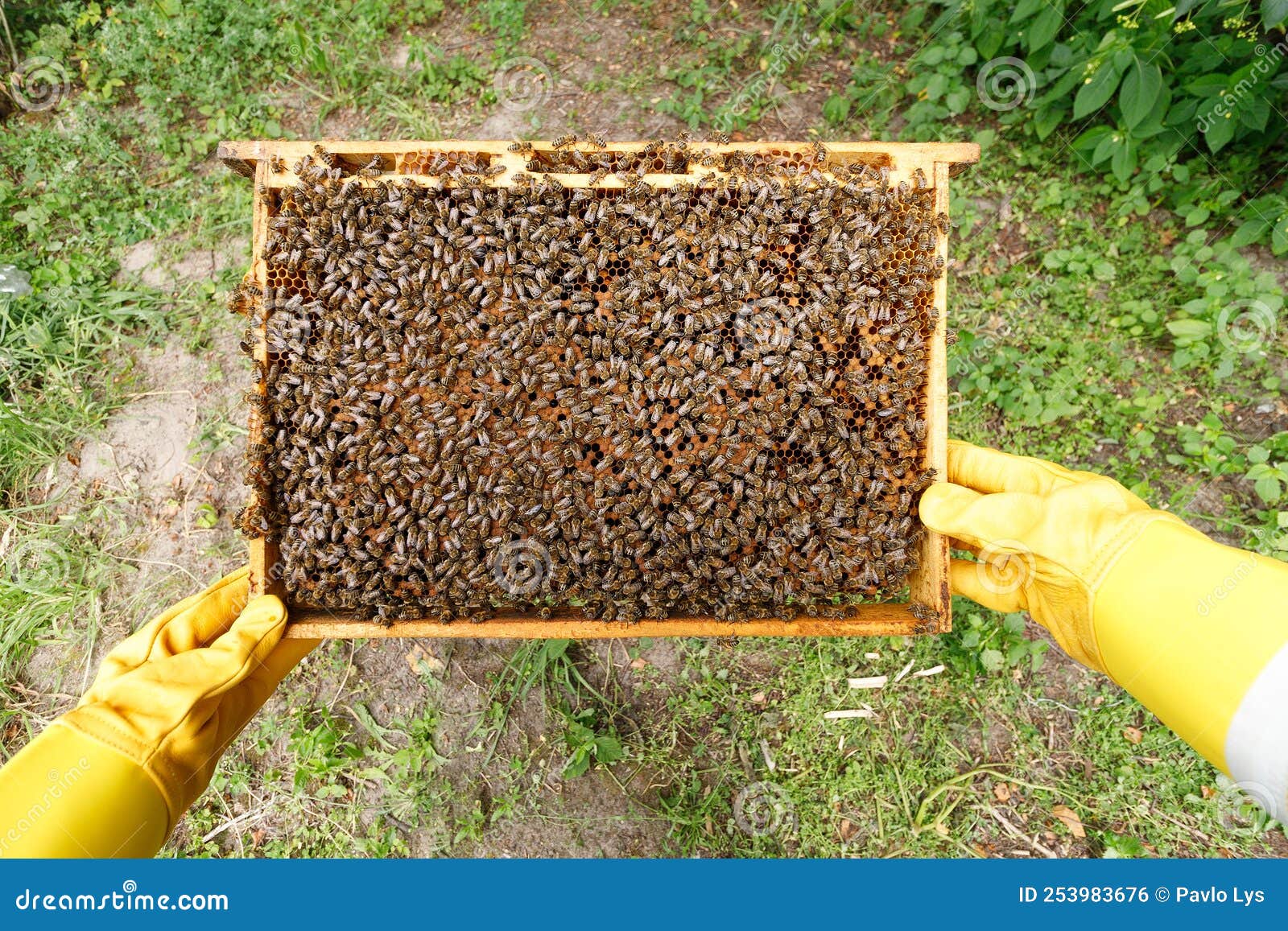Marcos Con Abejas En Las Manos Foto de archivo - Imagen de amarillo ...