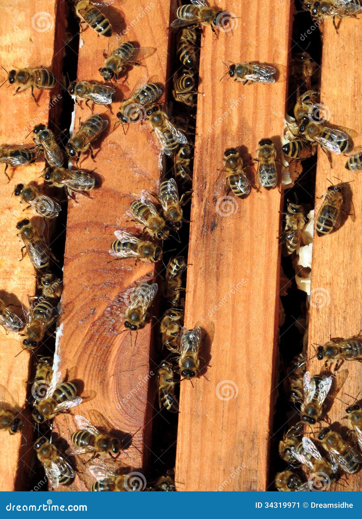 Marcos De La Abeja Con Las Abejas Imagen de archivo - Imagen de cera ...