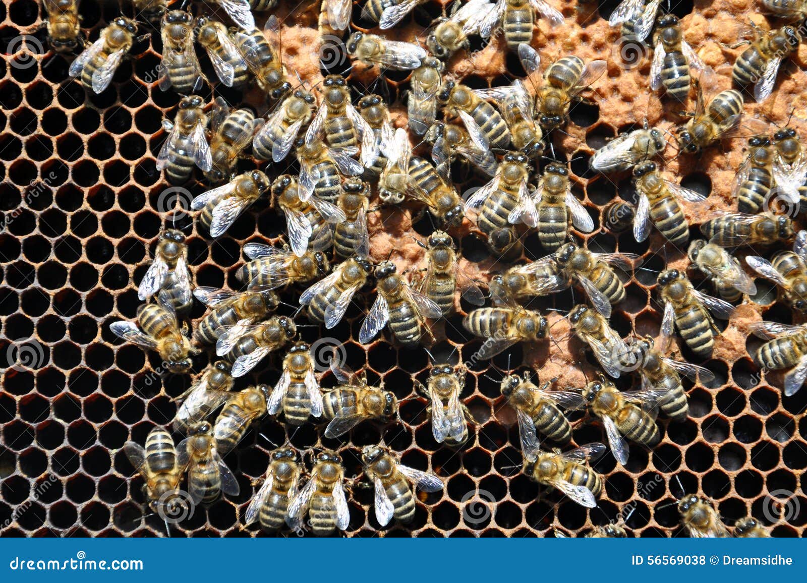 Marcos De La Abeja Con Las Abejas Foto de archivo - Imagen de granja ...
