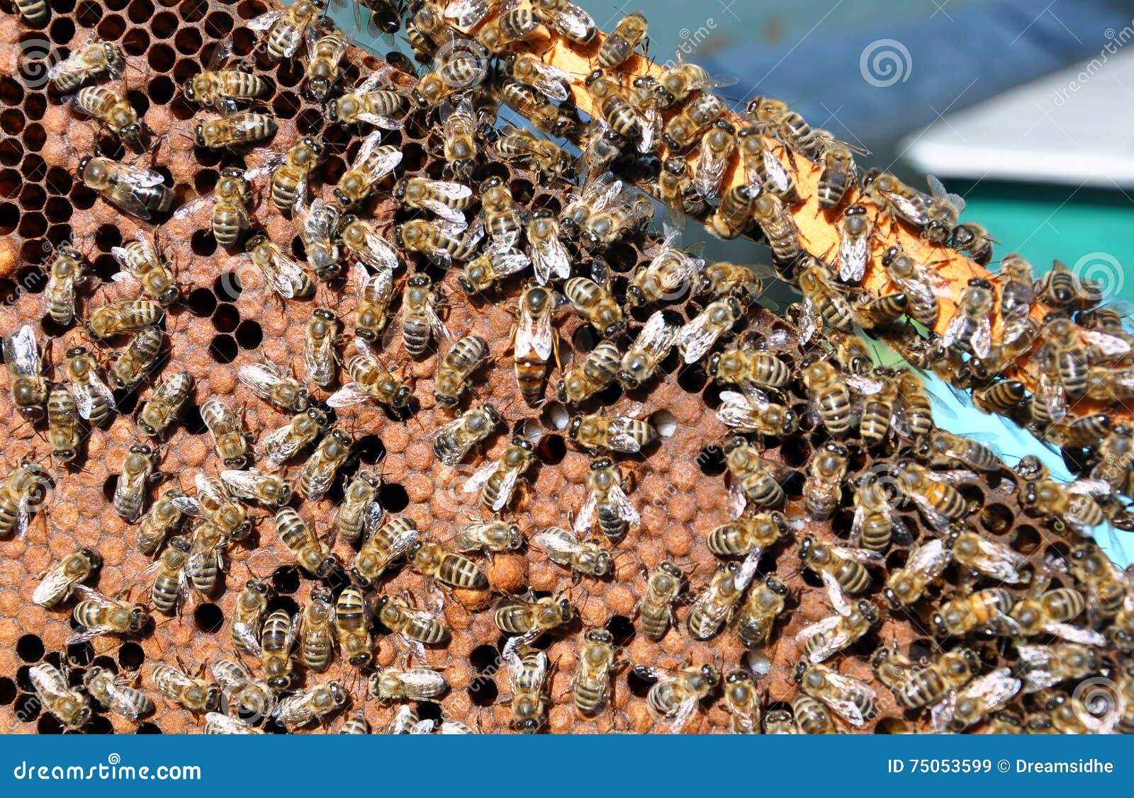Marcos De La Abeja Con Las Abejas Imagen de archivo - Imagen de cera ...