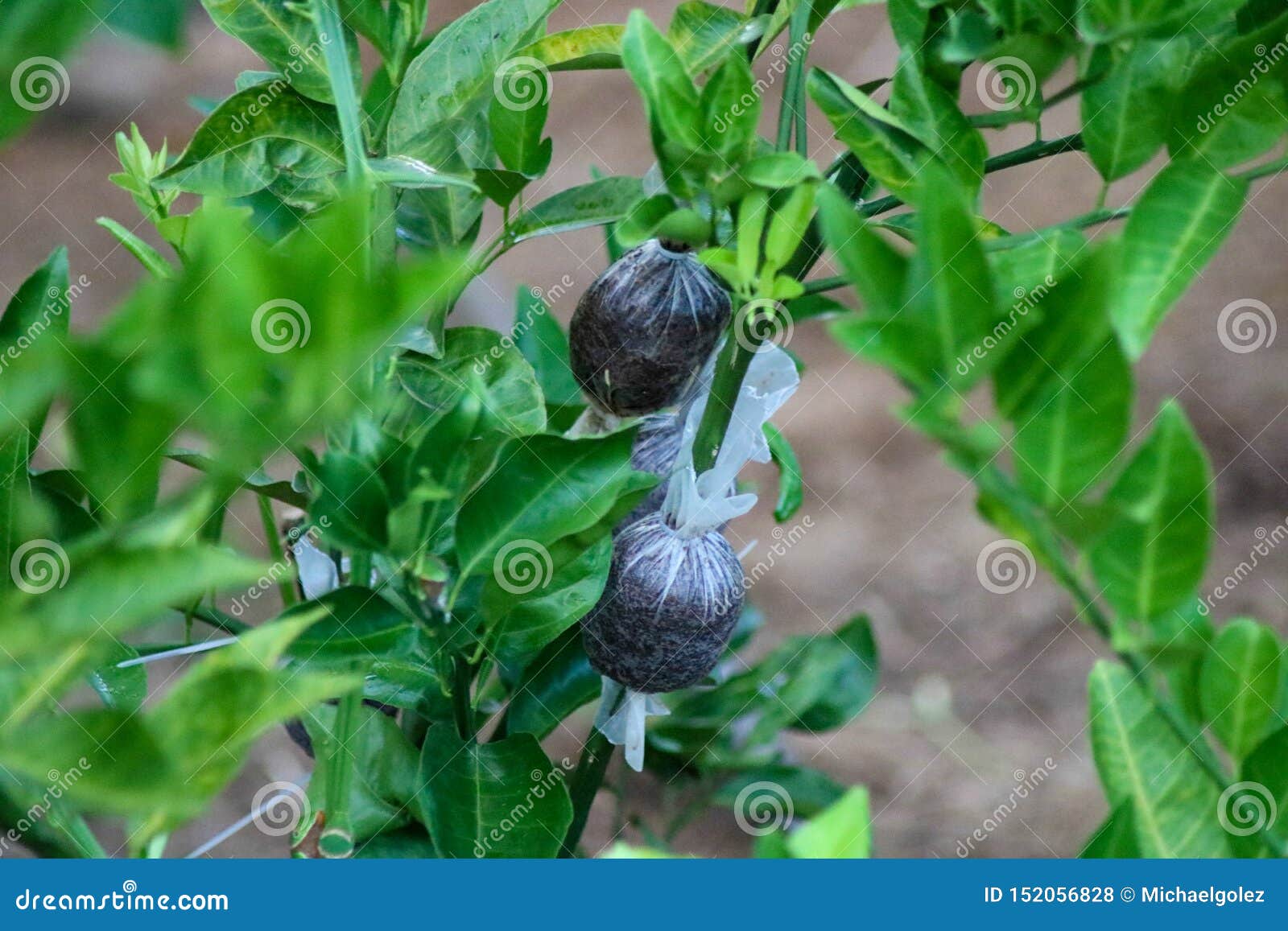 Marcotting in the Philippines Stock Photo - Image of branch, life ...
