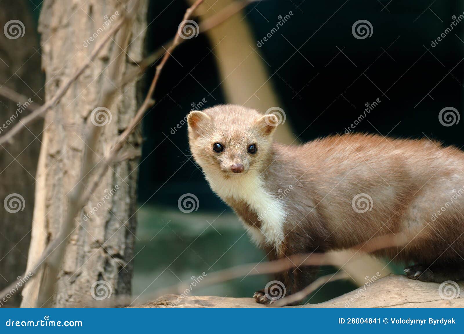 Marder stockbild. Bild von entzückend, braun, auge, säugetier - 28004841