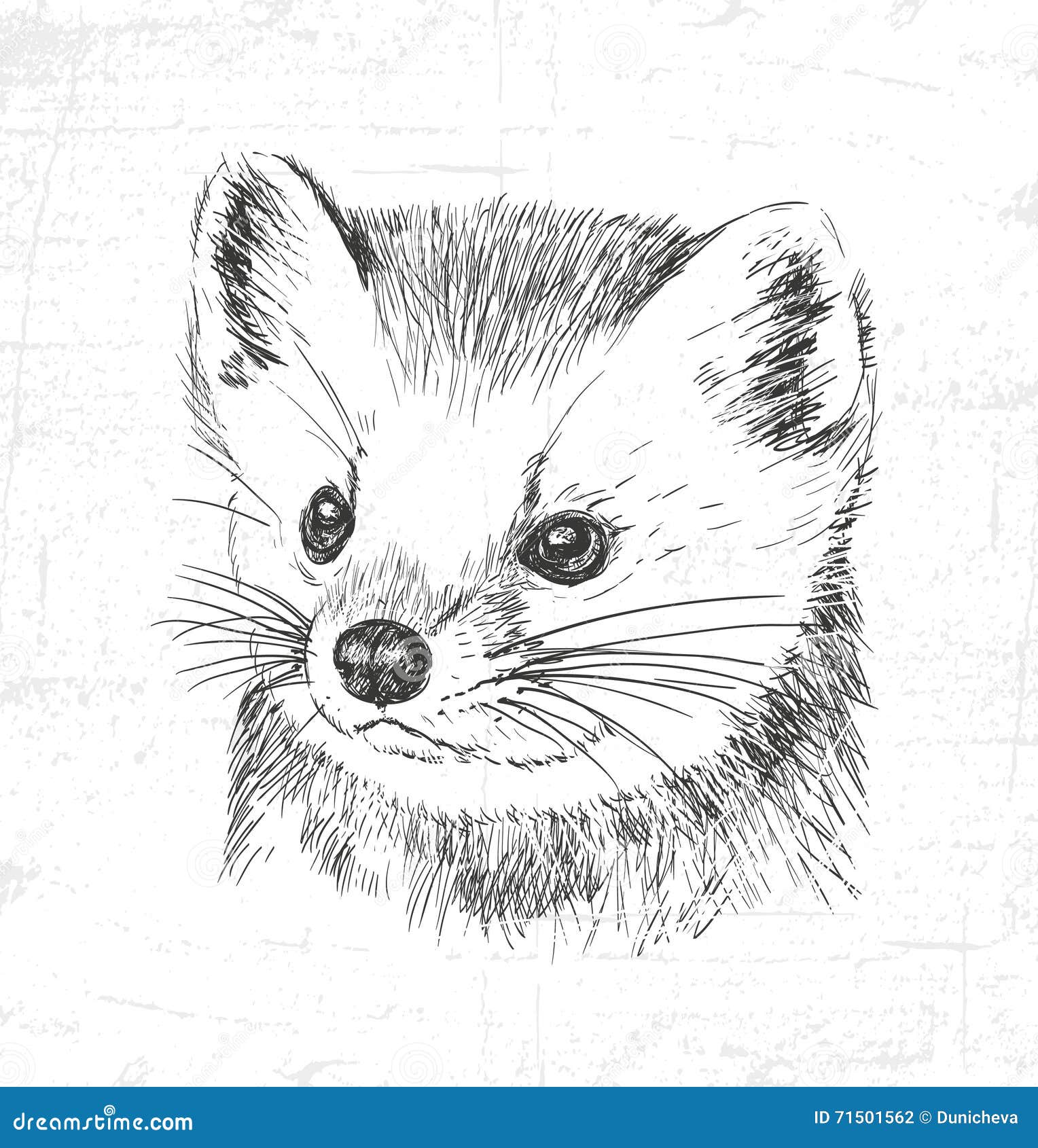 Marder, wilde Tiere vektor abbildung. Illustration von zeichen - 71501562