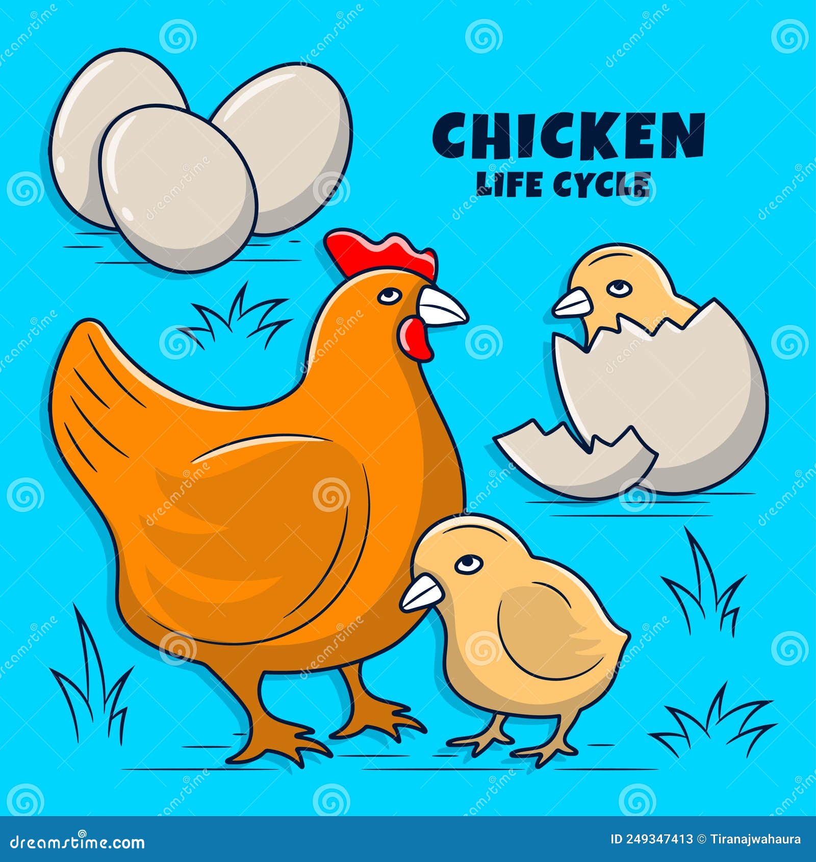 Chicken Life Cycle Colored Illustration Stock Vector Illustration Of
