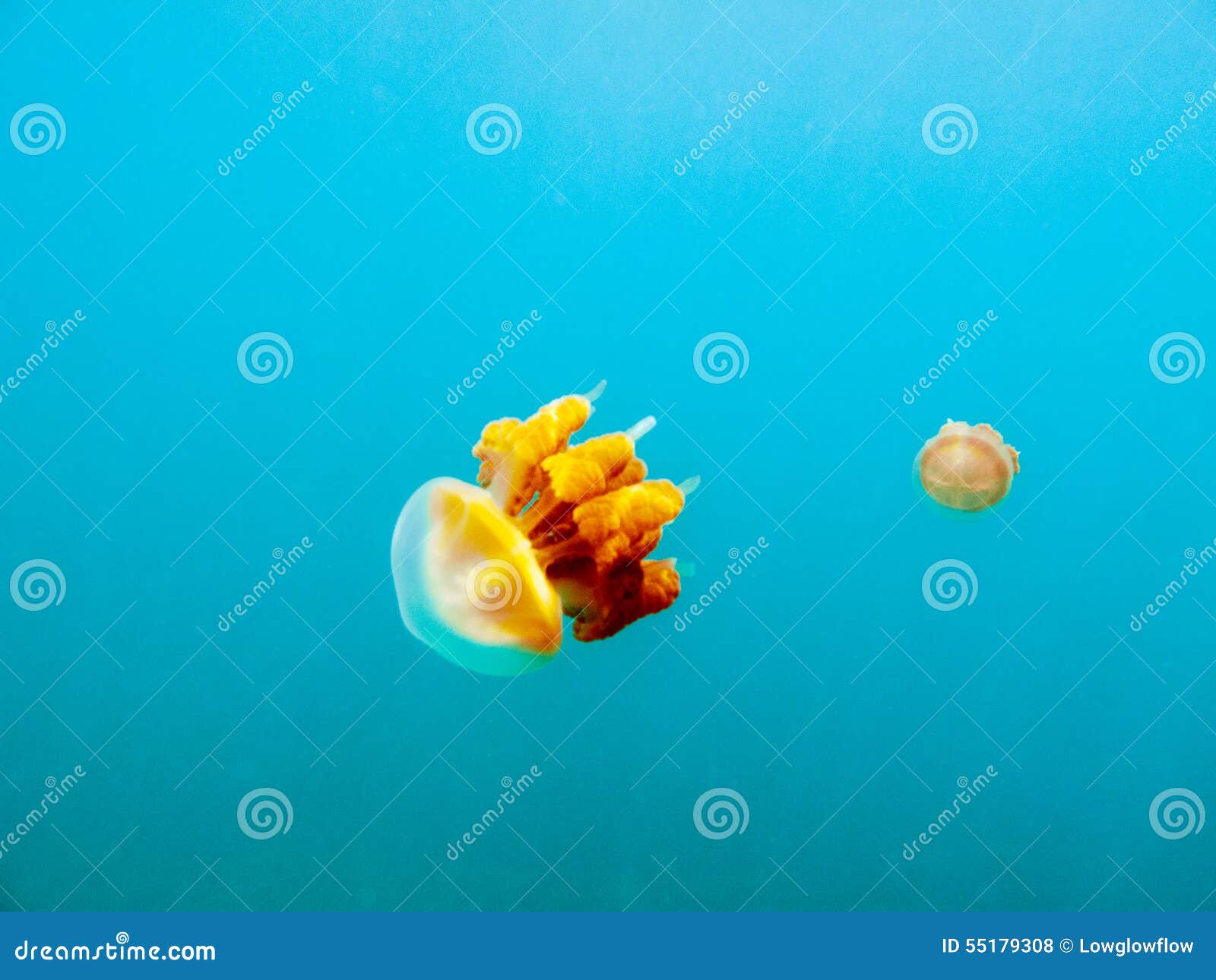 Mare Blu Giallo Della Medusa in Chiaro Fotografia Stock - Immagine di ...