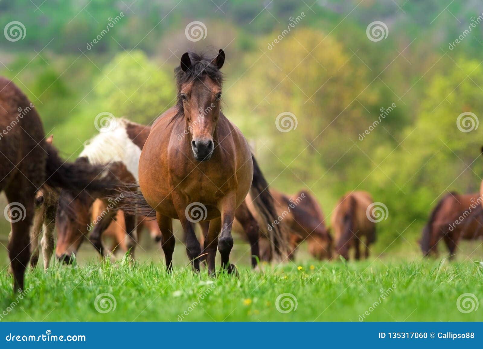 9,175 Mare Close Up Stock Photos - Free & Royalty-Free Stock Photos ...