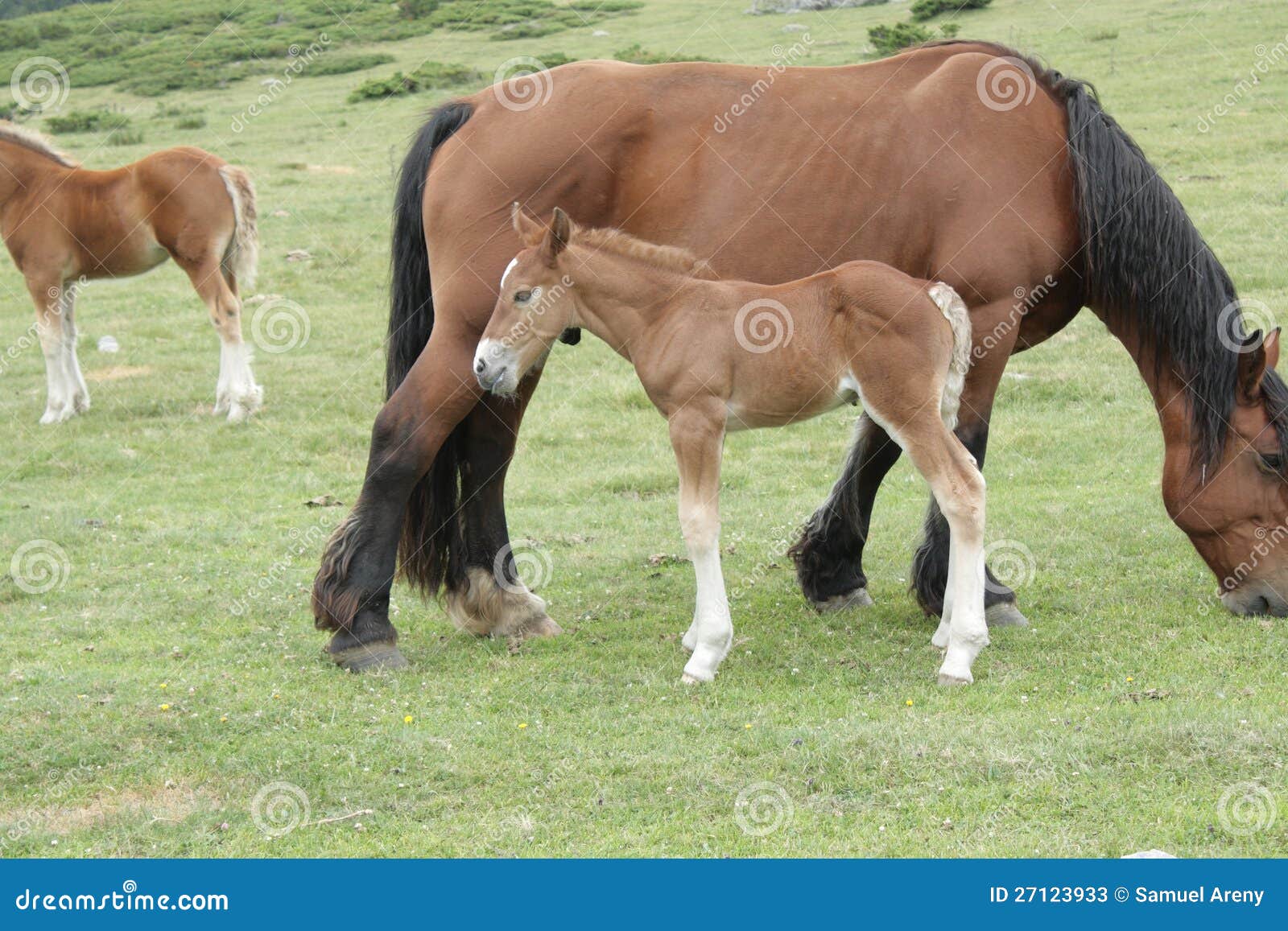 Mare and colt stock image. Image of agriculture, vertebrate - 27123933