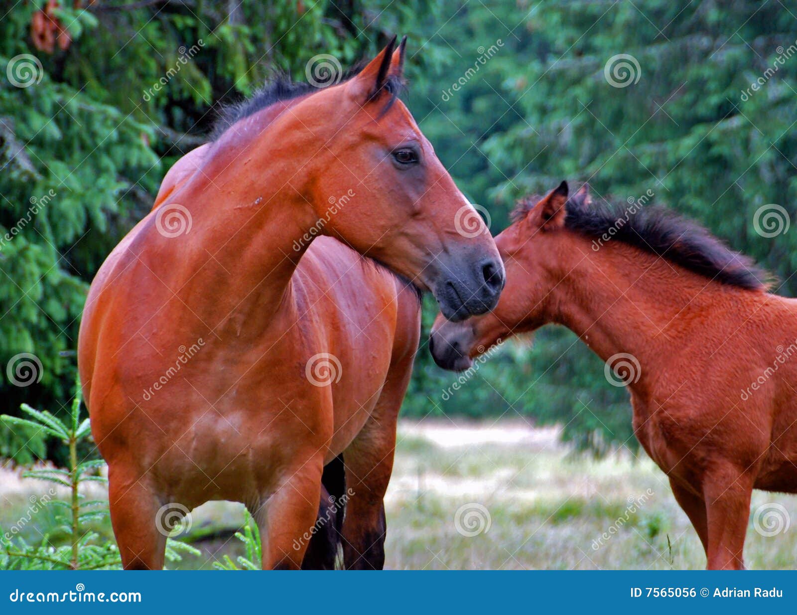 Mare and colt stock photo. Image of field, horse, domestic - 7565056