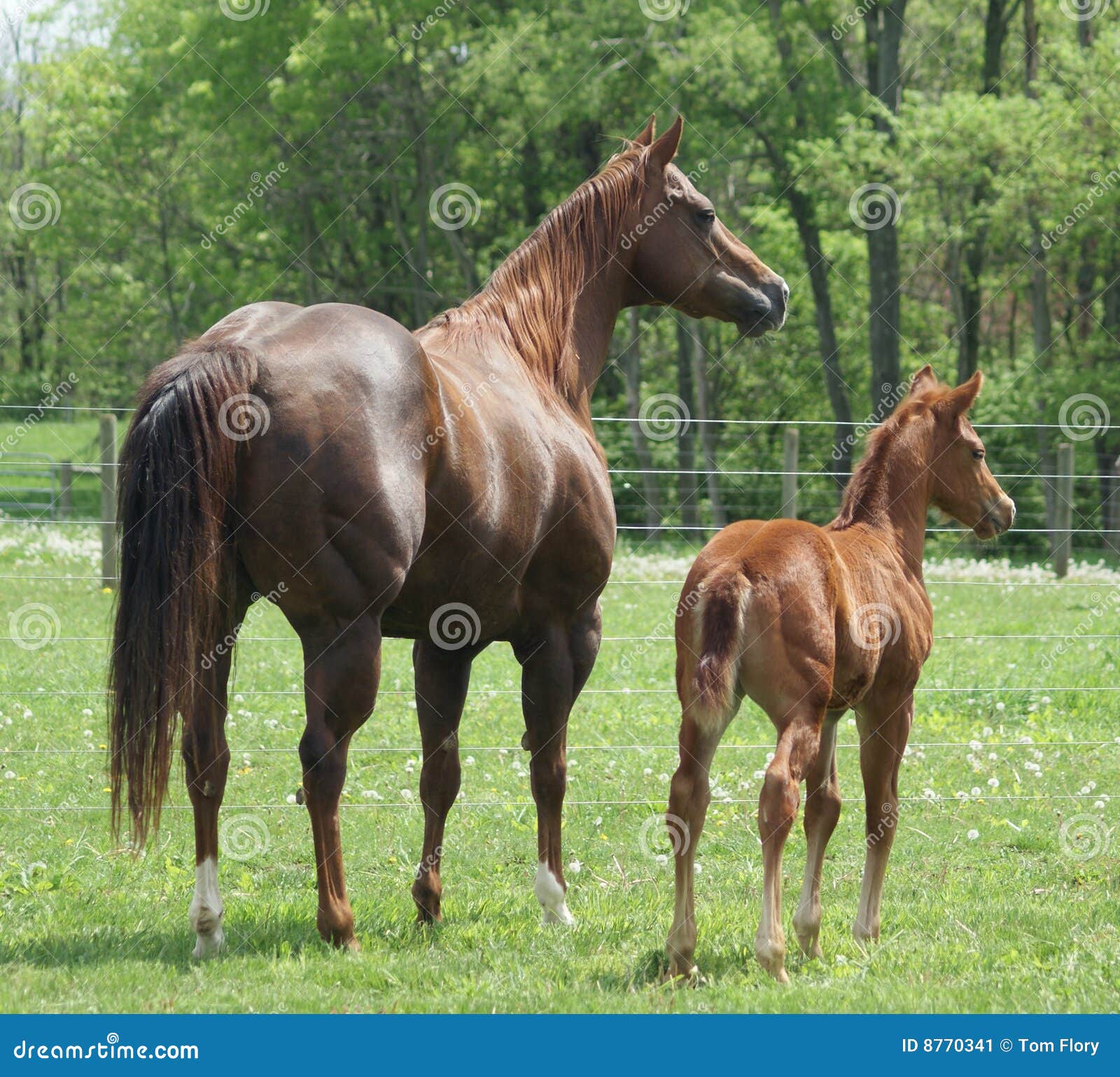 Mare and colt stock image. Image of horses, mare, quarter - 8770341