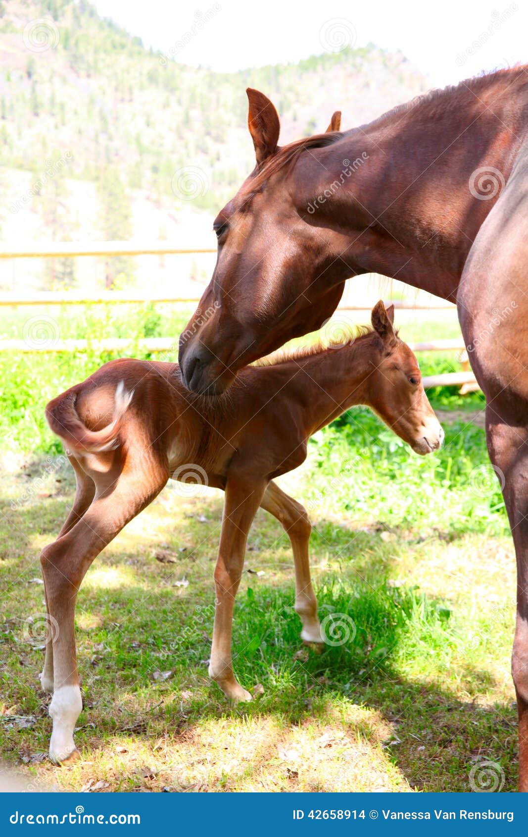 Mare and Colt stock photo. Image of beautiful, beauty - 42658914