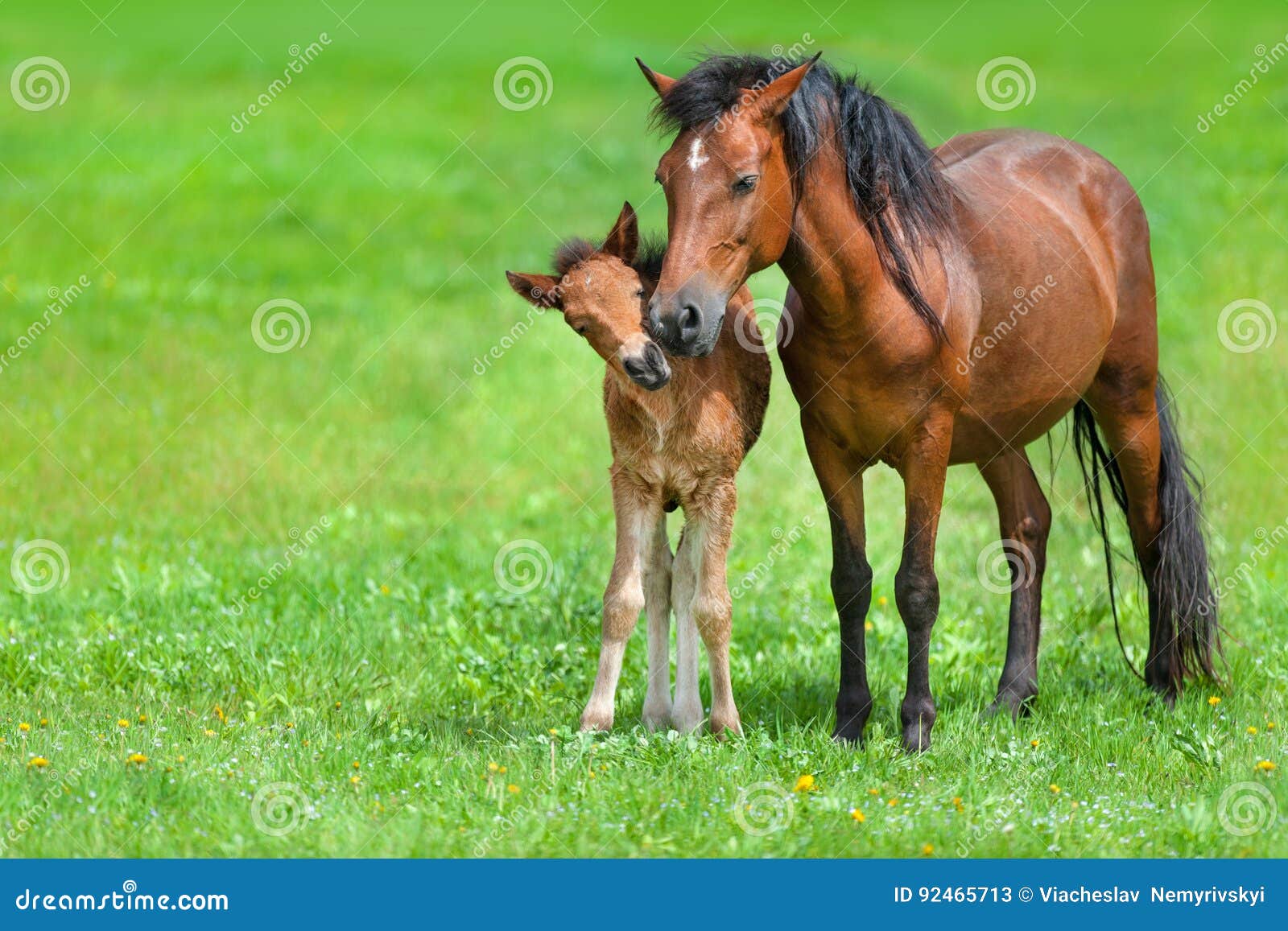 Mare with colt stock image. Image of mane, care, pasture - 92465713