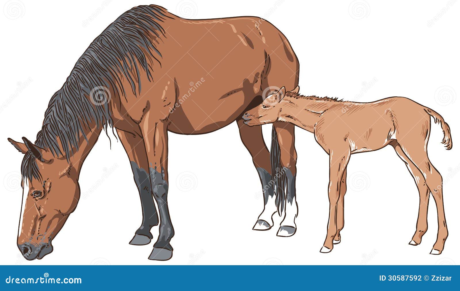 Mare feeding her foal stock vector. Illustration of mother - 30587592