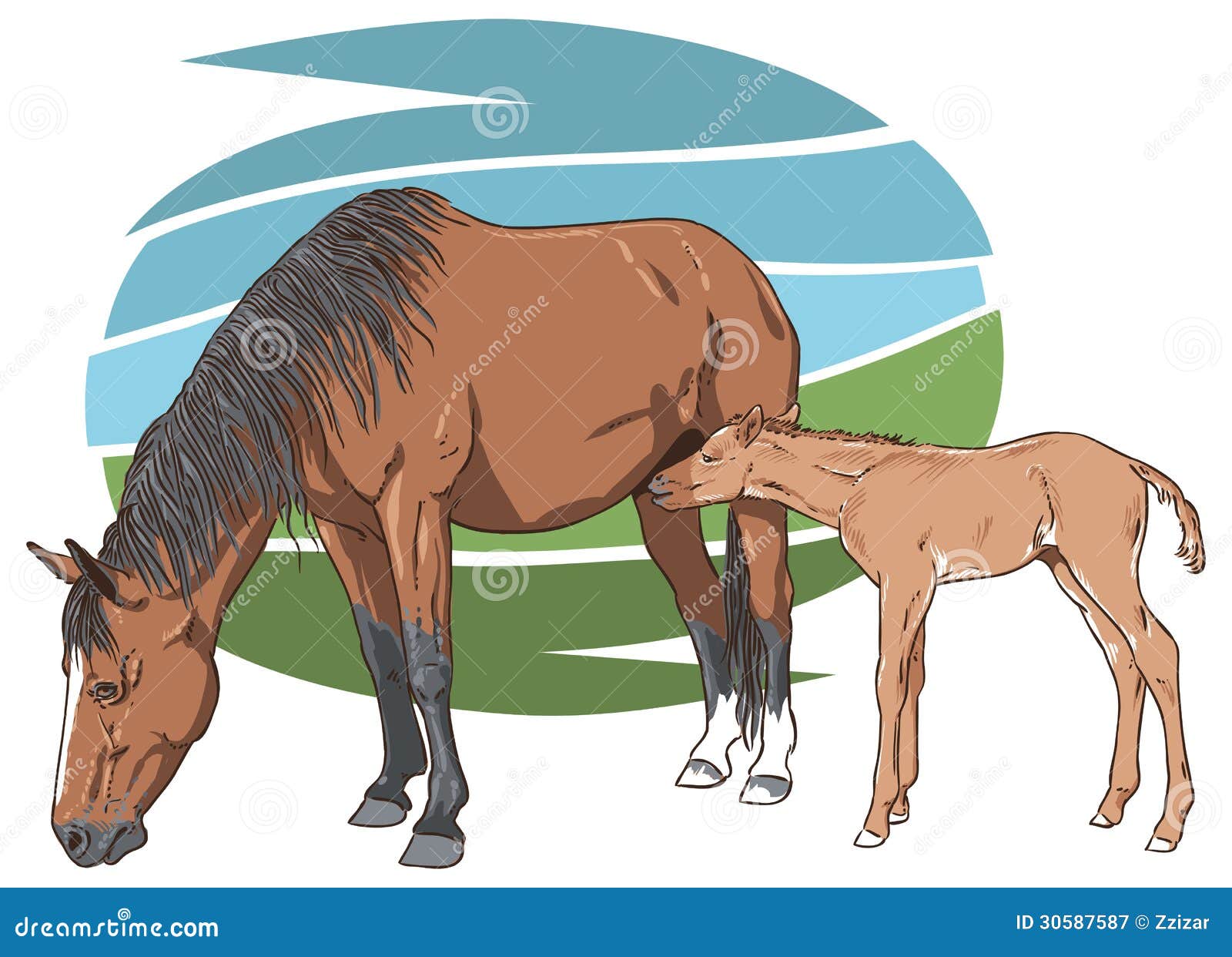 Mare feeding her foal stock vector. Illustration of mare - 30587587