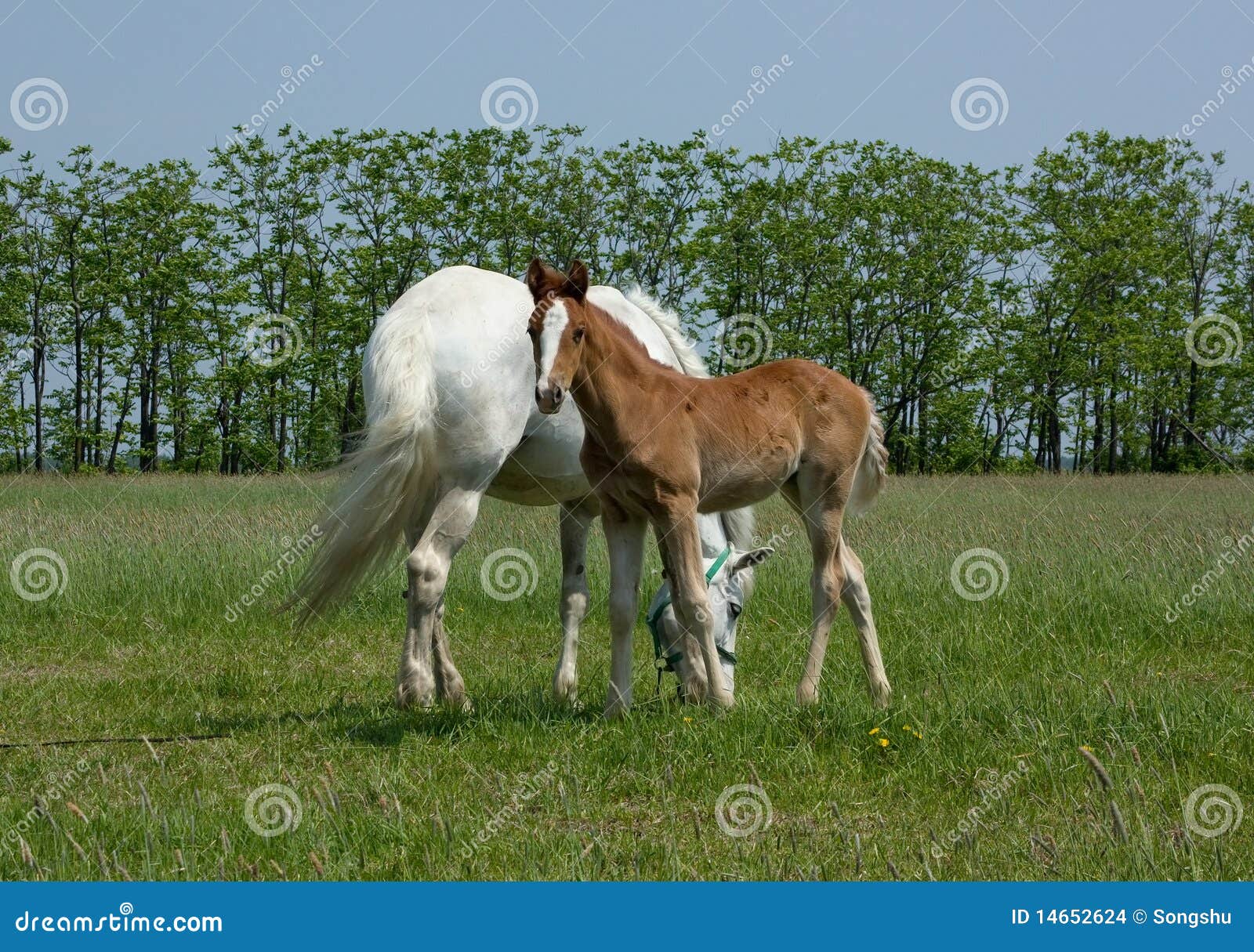 Mare and foal stock photo. Image of mother, care, grass - 14652624