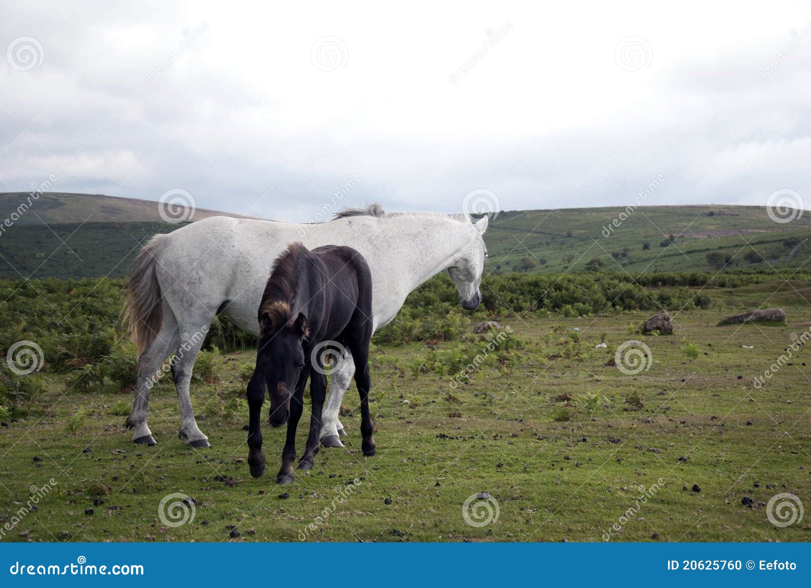 Mare with foal stock photo. Image of outdoor, horse, outdoors - 20625760