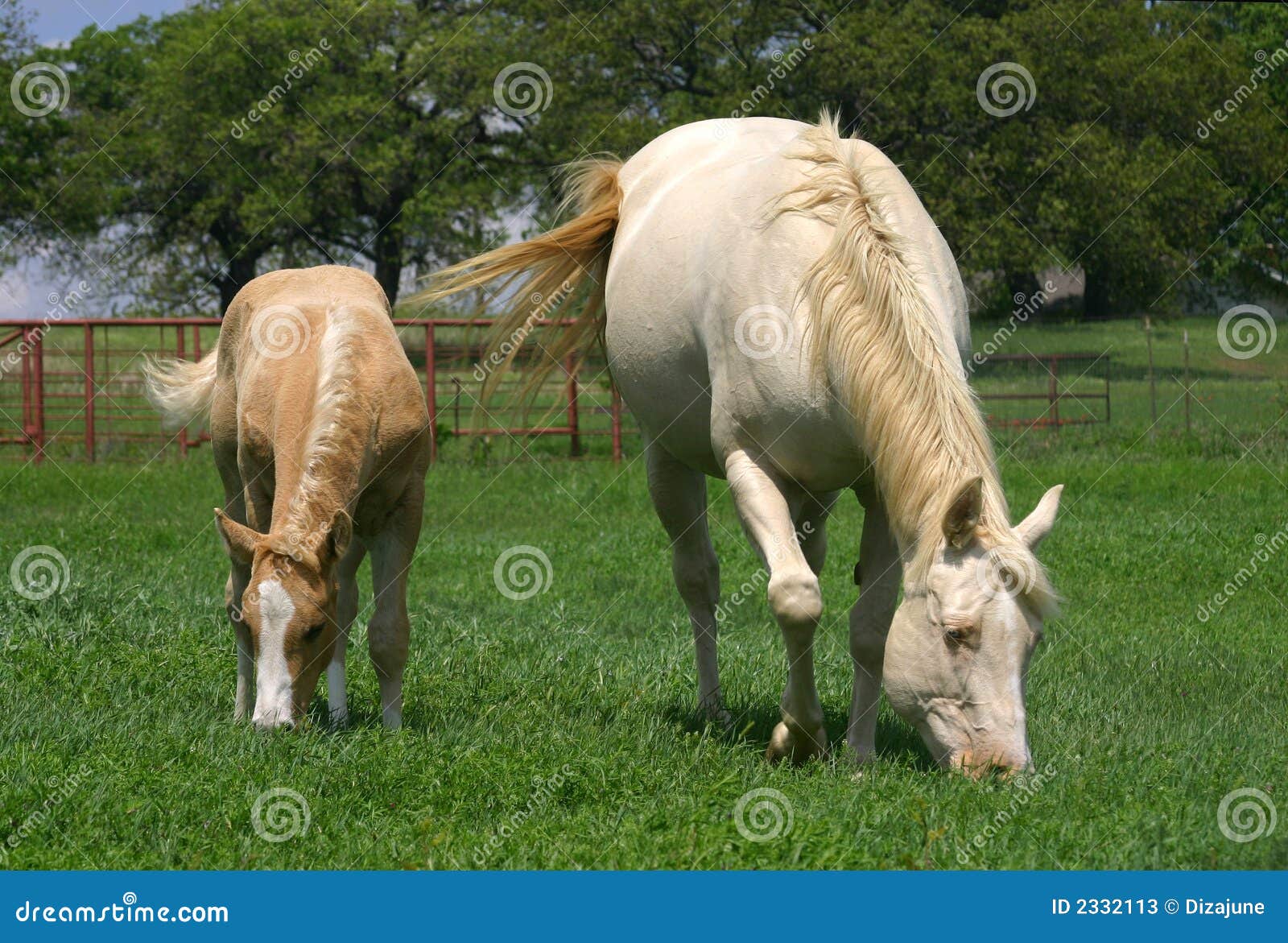 Mare and Foal stock image. Image of cremello, farm, pair - 2332113