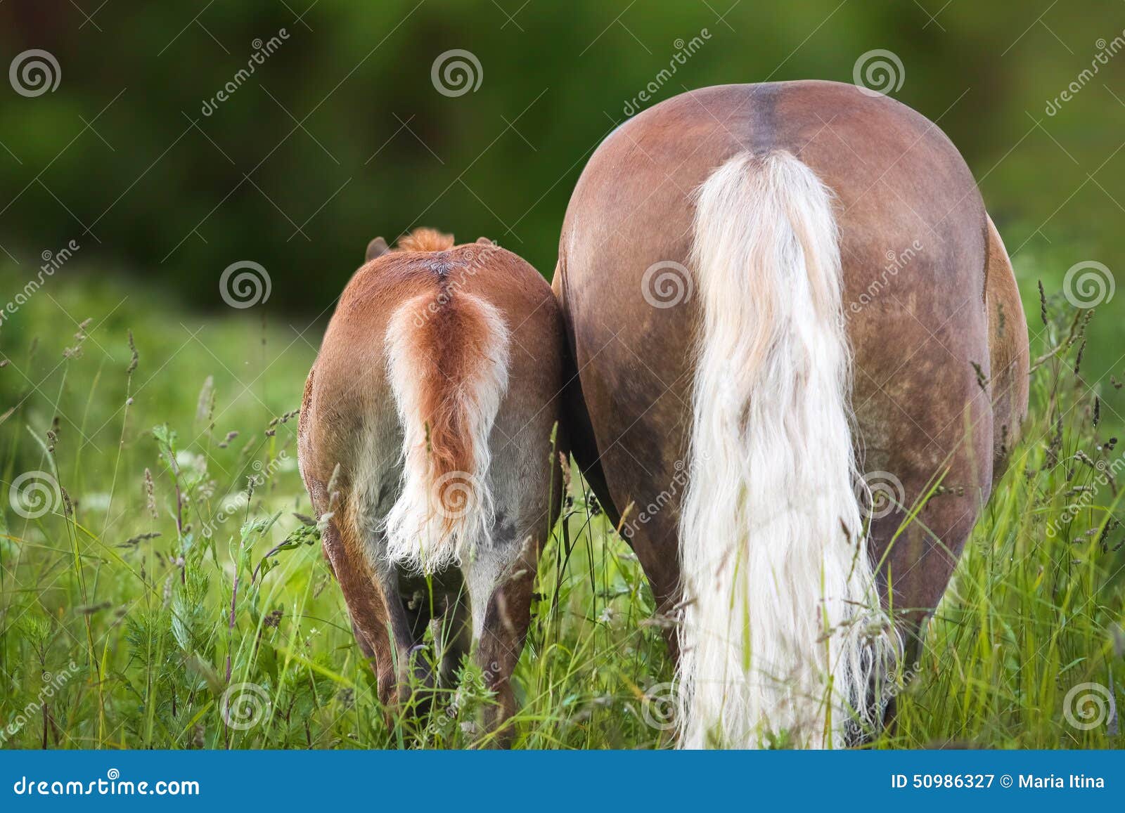 Mare and foal stock image. Image of palomino, cute, nose - 50986327