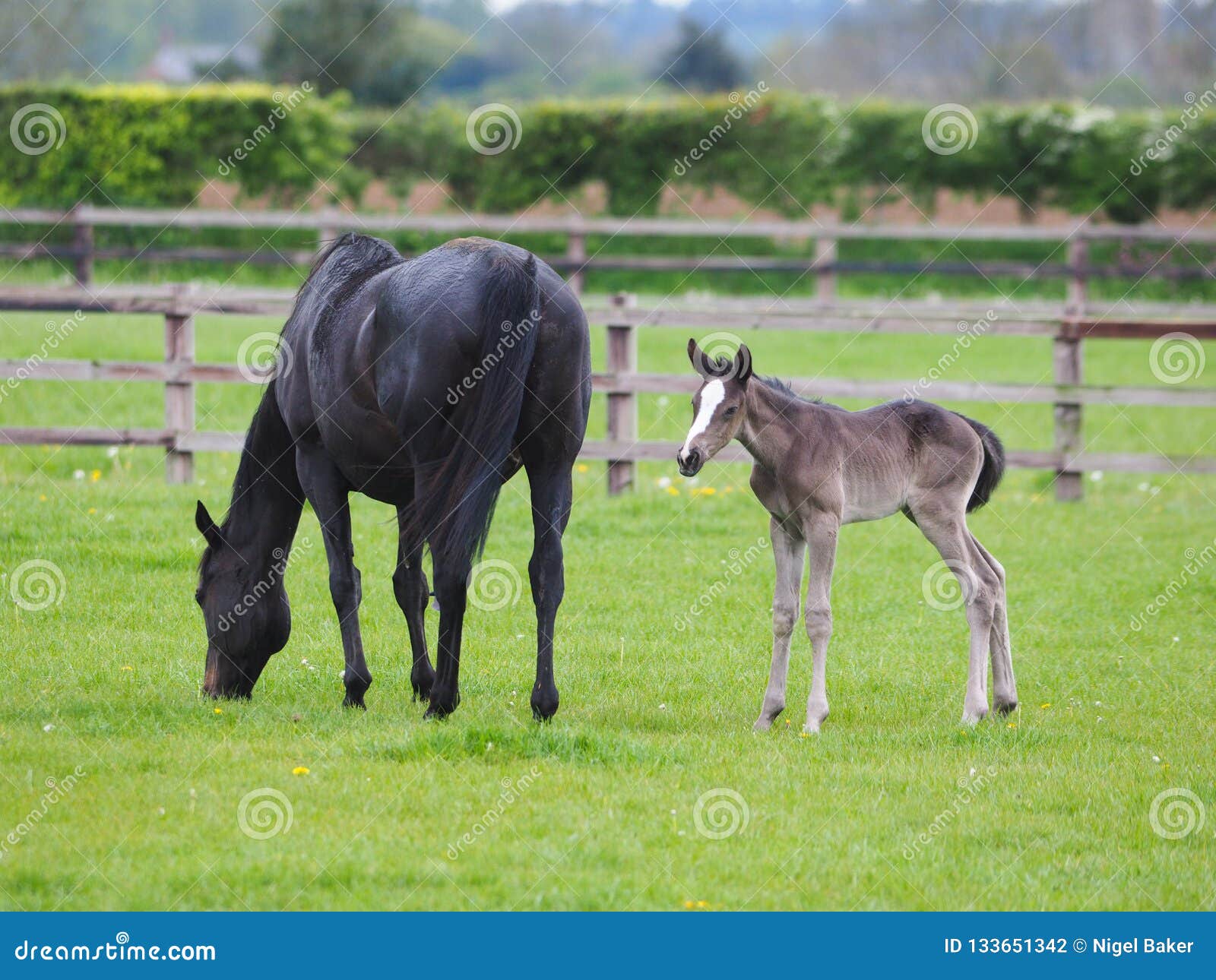 Mare and Foal stock photo. Image of beautiful, foal - 133651342